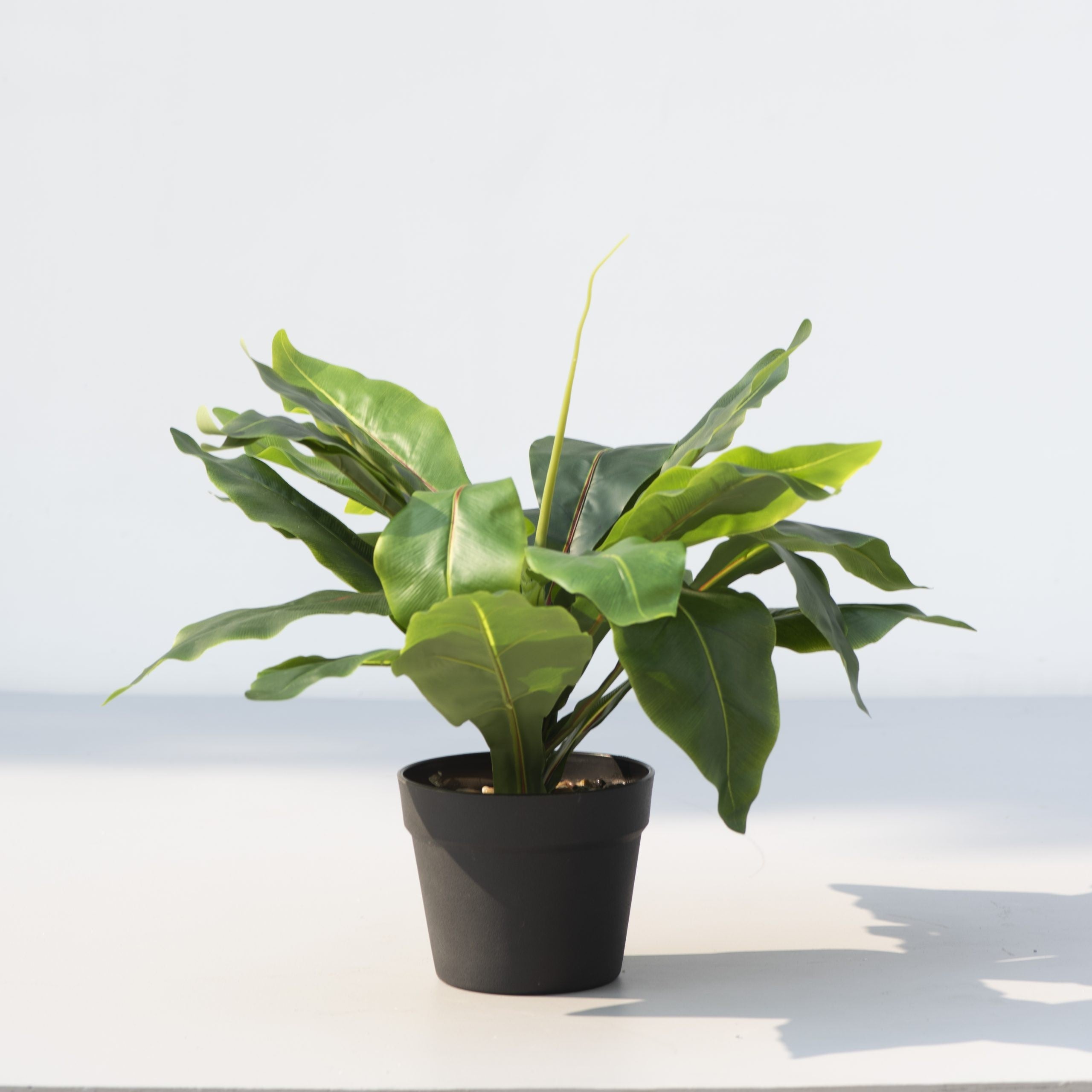 Buy Wide Leaf Birds Nest Fern Artificial Plant with Pot | Arcedior